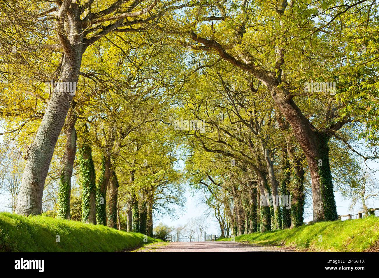 Tall oaks farm hi-res stock photography and images - Alamy