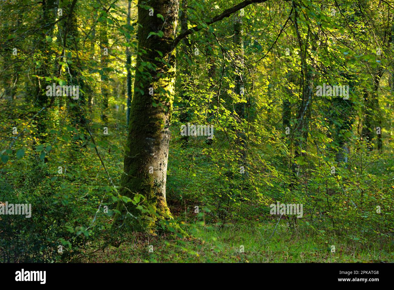 Tree in the forest with light hi-res stock photography and images - Alamy