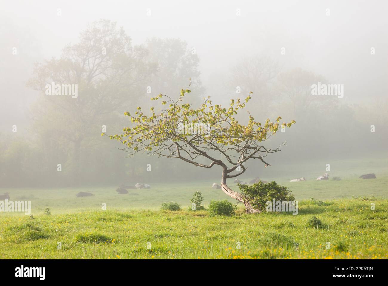 A cherry tree in a cow pasture in the morning mist. Calvados, Normandy ...