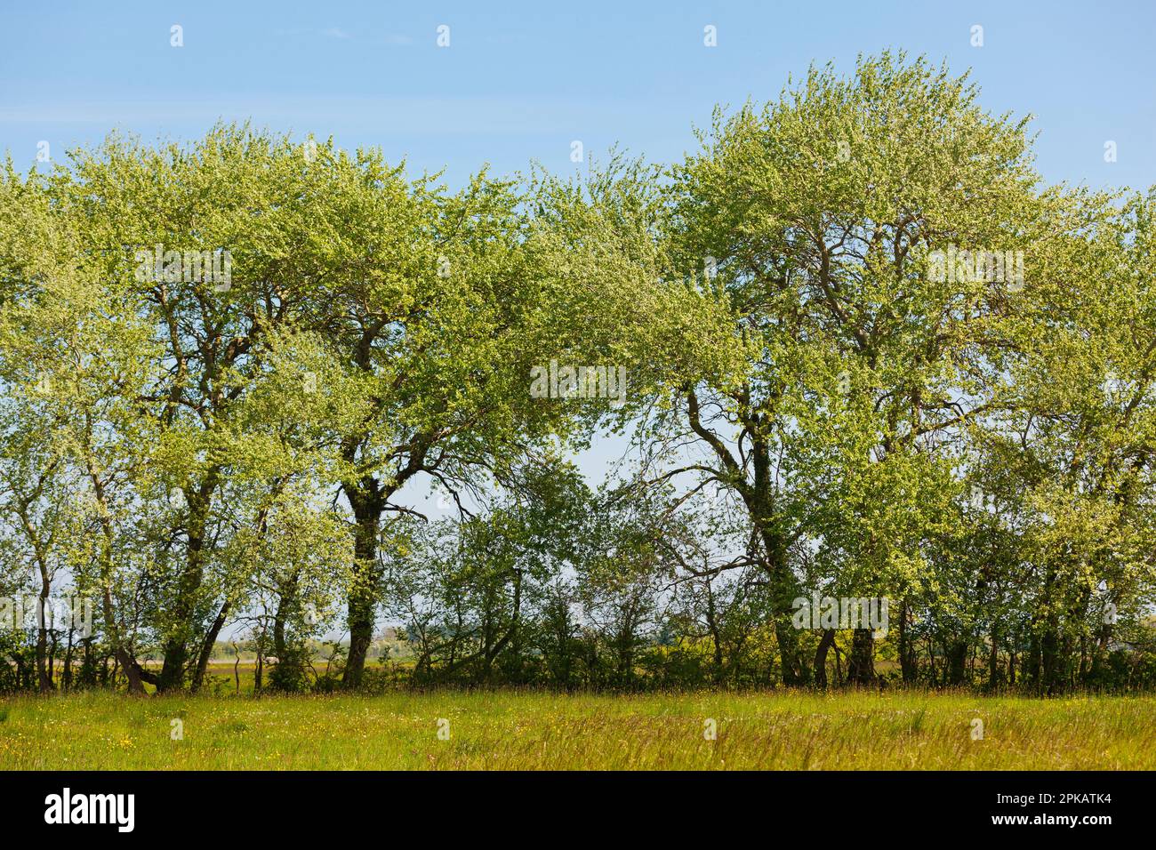 Trees (which?) in the marsh of Cotentin near Isigny sur Mer, Normandy ...