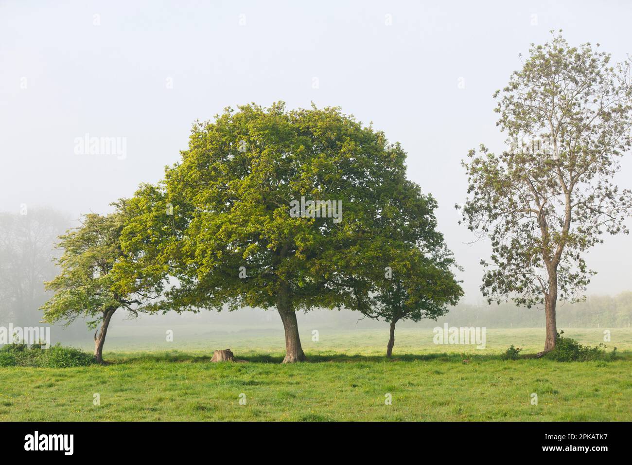 Oak ash from left in pasture in spring light hi-res stock photography and images - Alamy