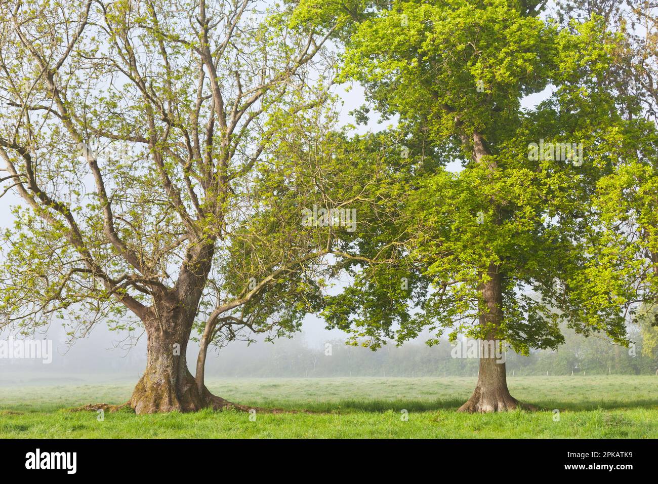 Sun breaks through the fog and shines on the ash tree and the oak in a ...