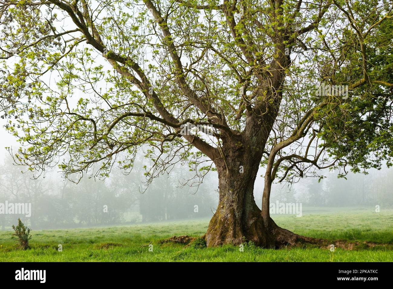 Old ash tree hi-res stock photography and images - Alamy