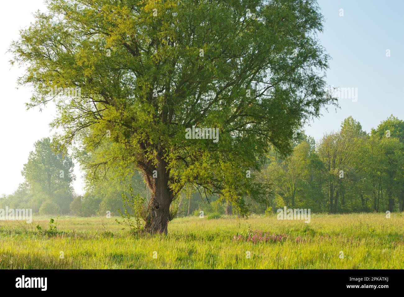 Old willow in the marsh Marais du Cotentin et Bessin in Calvados at ...