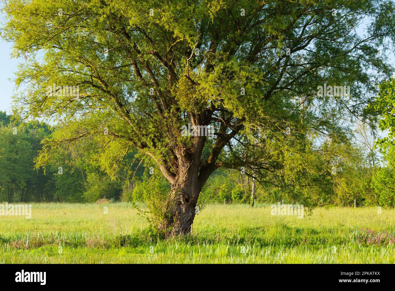 Old willow in the marsh Marais du Cotentin et Bessin in Calvados at ...