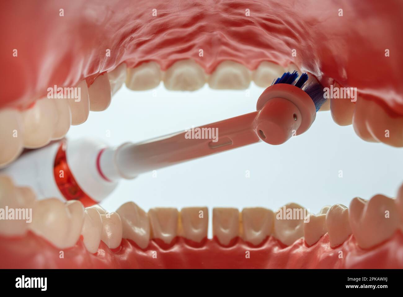 Dental care model opened, oral cavity, toothbrush head of electric ...