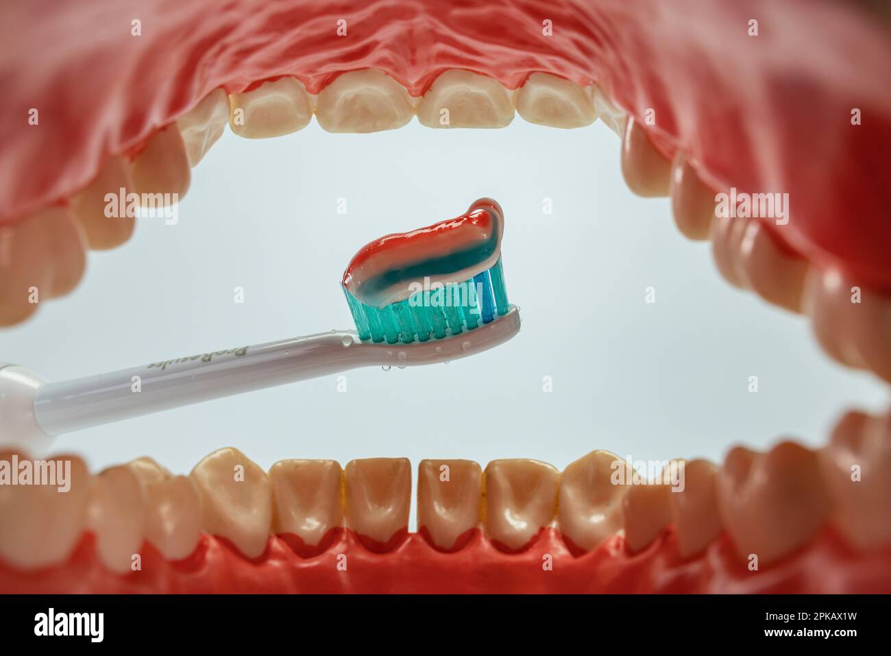 Dental care model opened, oral cavity, toothpaste on toothbrush head of ...