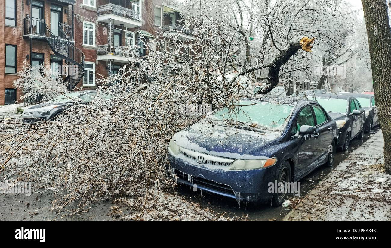 Back of car hit tree hi-res stock photography and images - Alamy