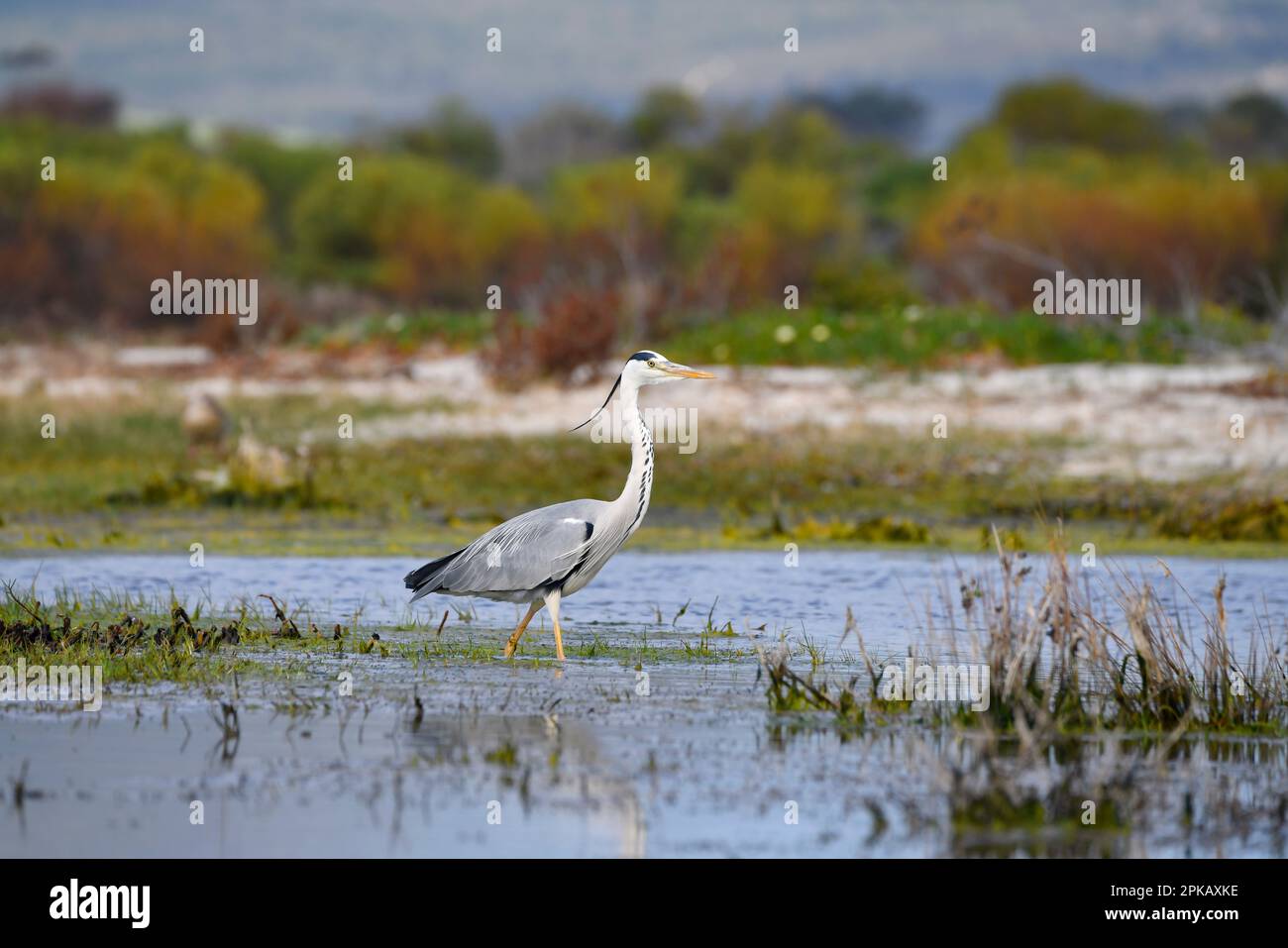 Bot river wetlands hi-res stock photography and images - Alamy