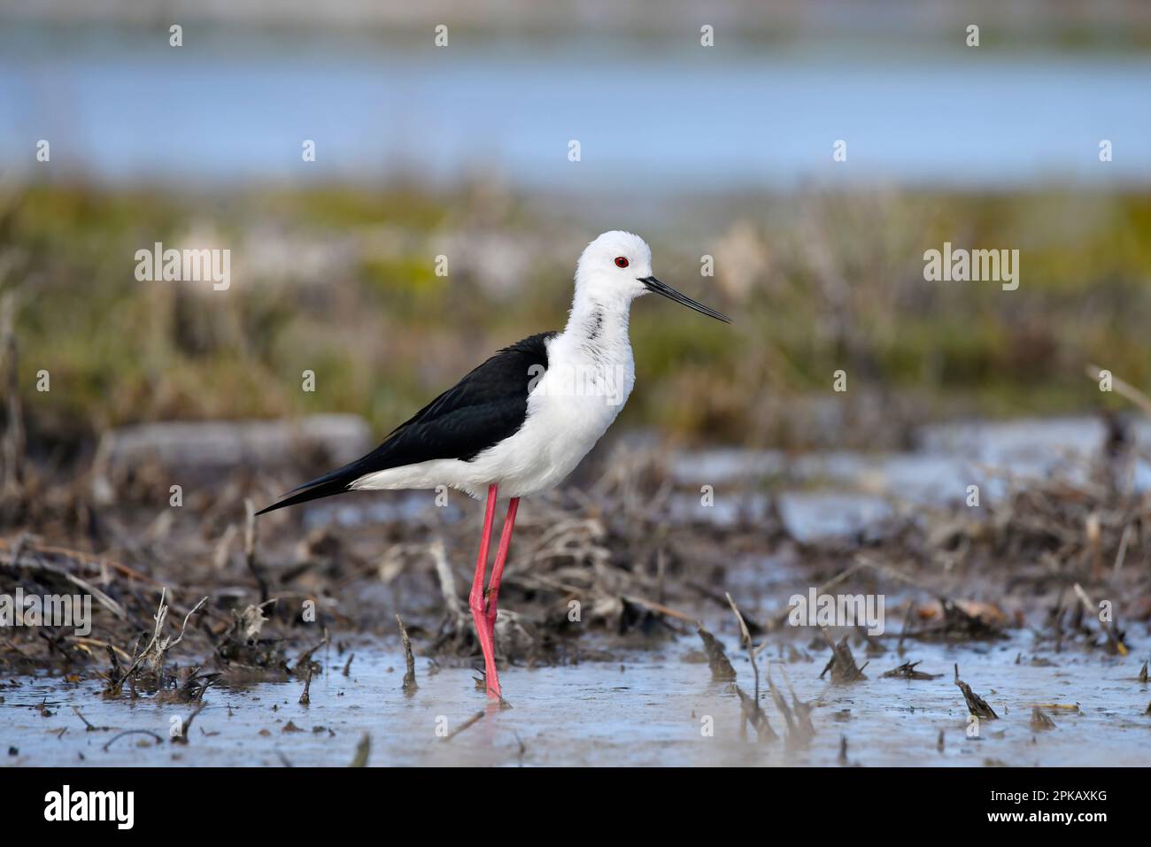 Bot river wetlands hi-res stock photography and images - Alamy