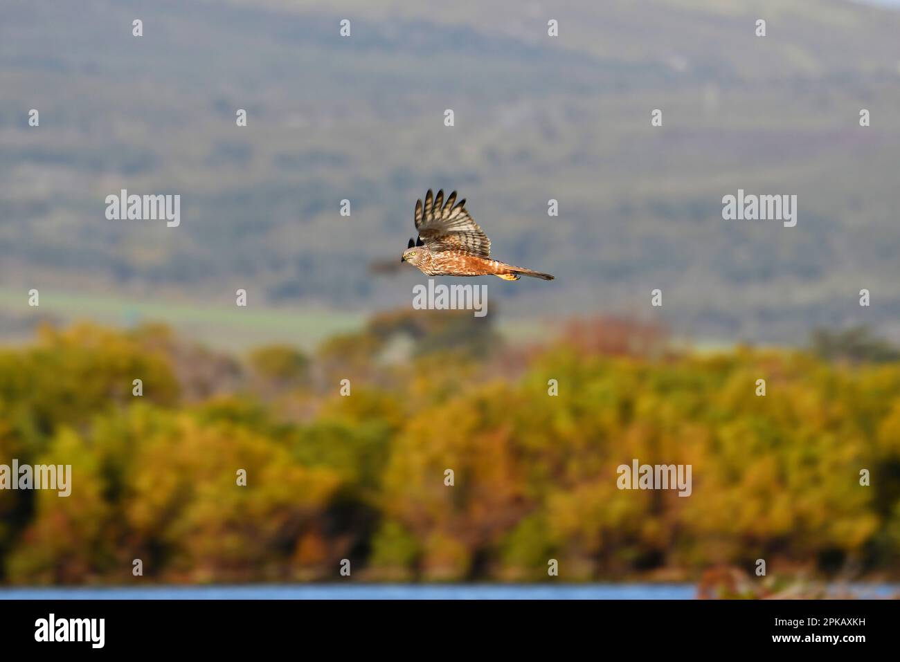 African Marsh Harrier (Circus ranivorus) adult bird over Bot River ...