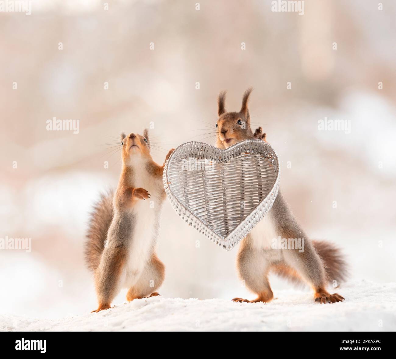 Red squirrels are holding an red heart hi-res stock photography and ...