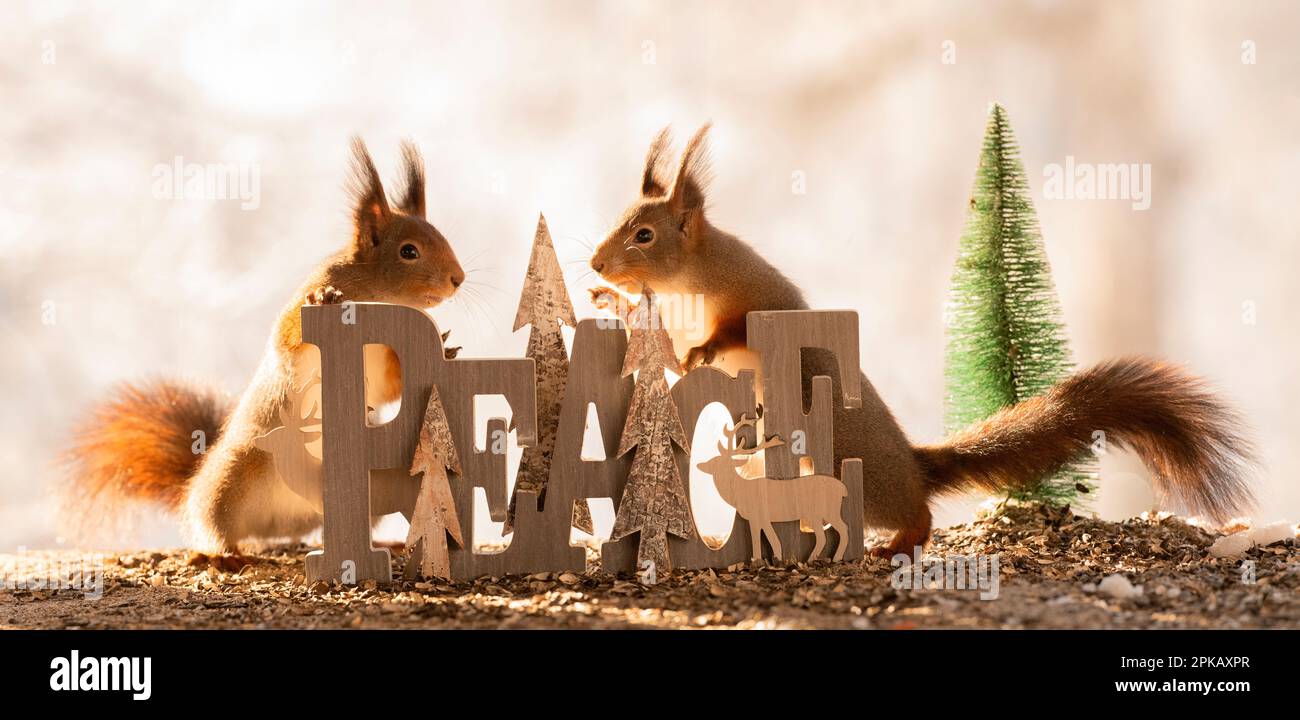 Word red squirrel hi-res stock photography and images - Alamy