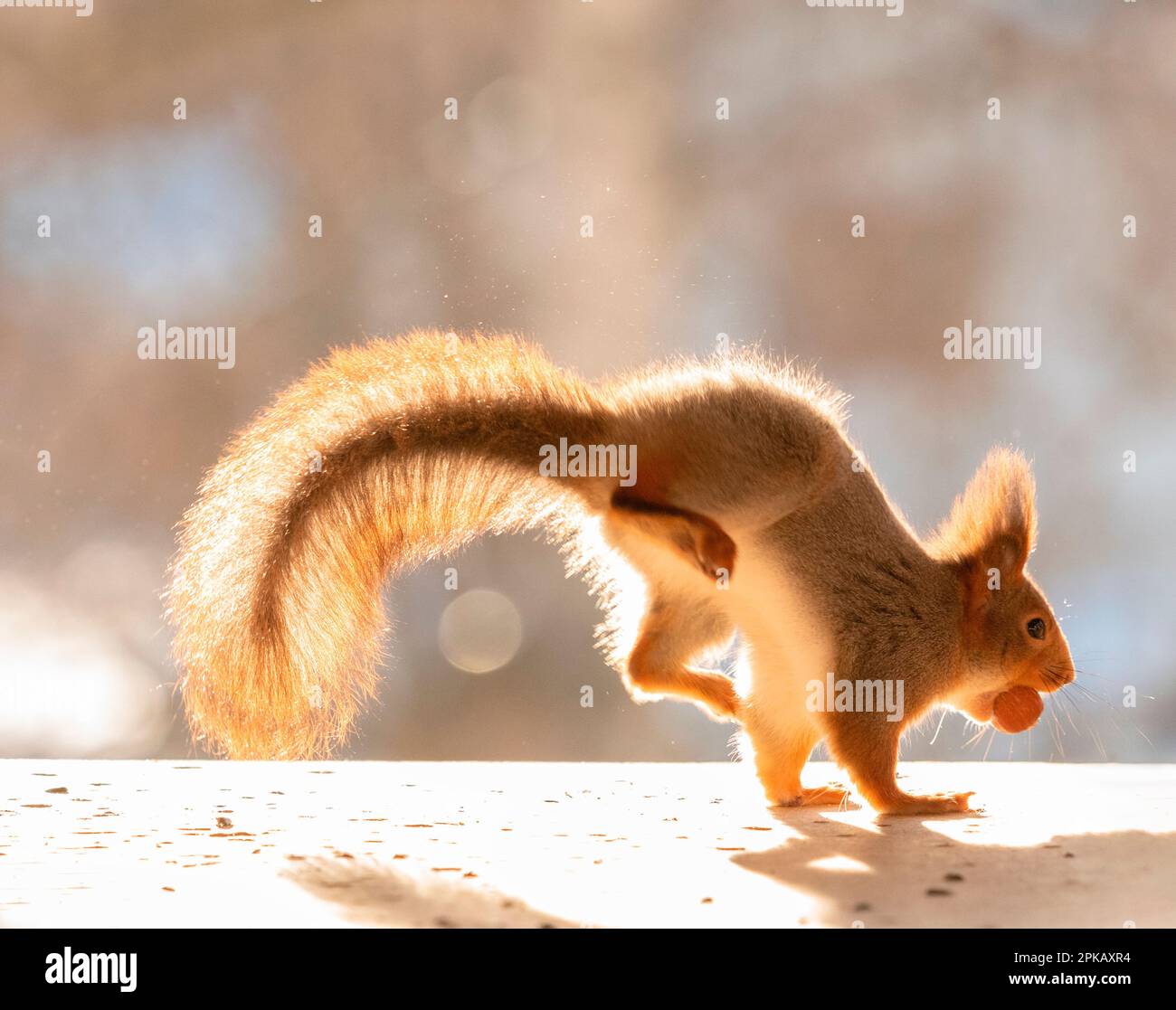 Nut shadow hi-res stock photography and images - Alamy