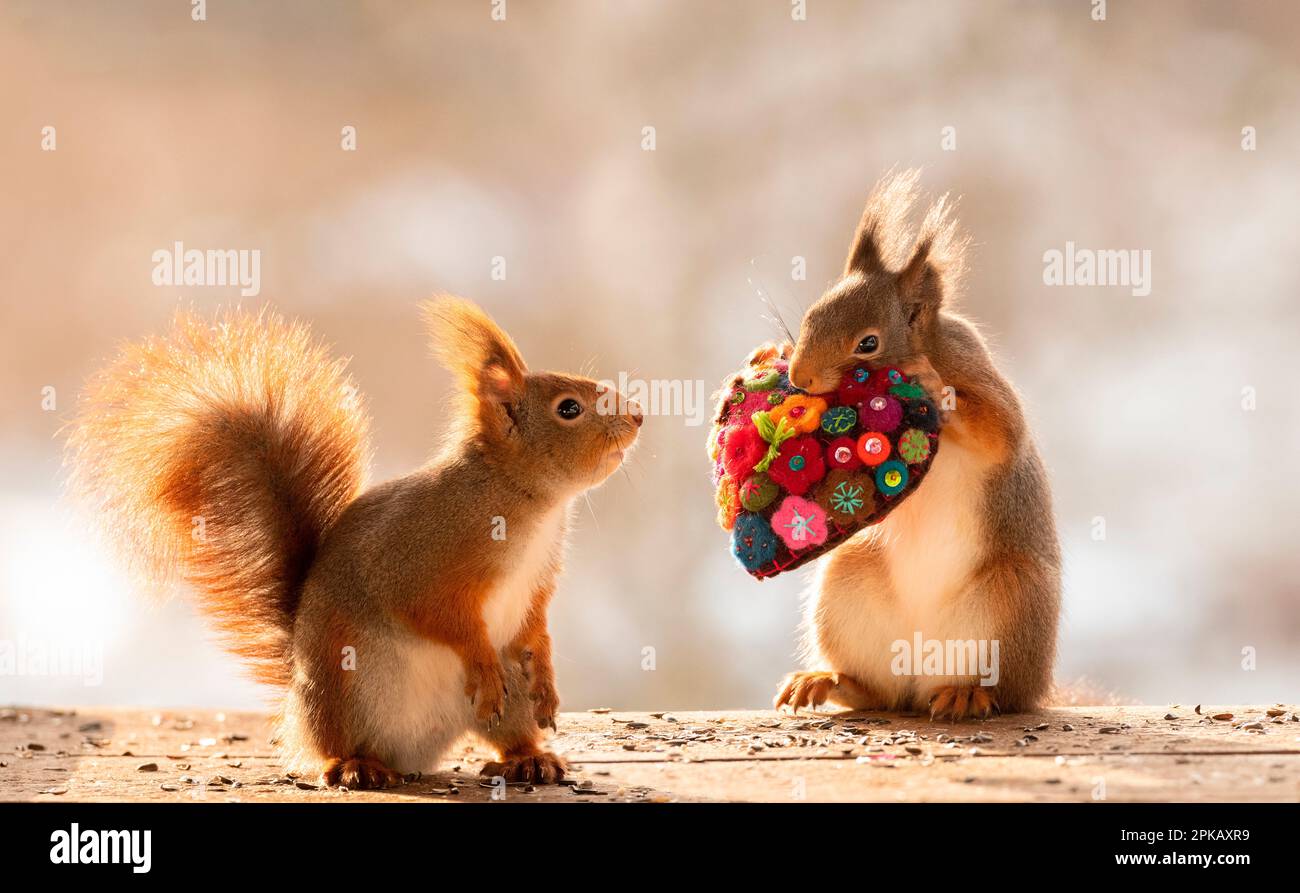 Love squirrels hi-res stock photography and images - Alamy