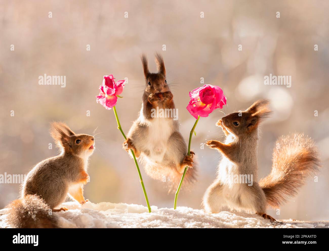 Three red squirrels hi-res stock photography and images - Alamy