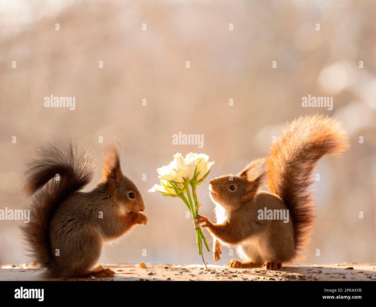 Red squirrels is holding roses hi-res stock photography and images - Alamy