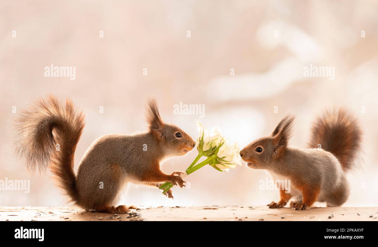 Red squirrels is holding roses hi-res stock photography and images - Alamy