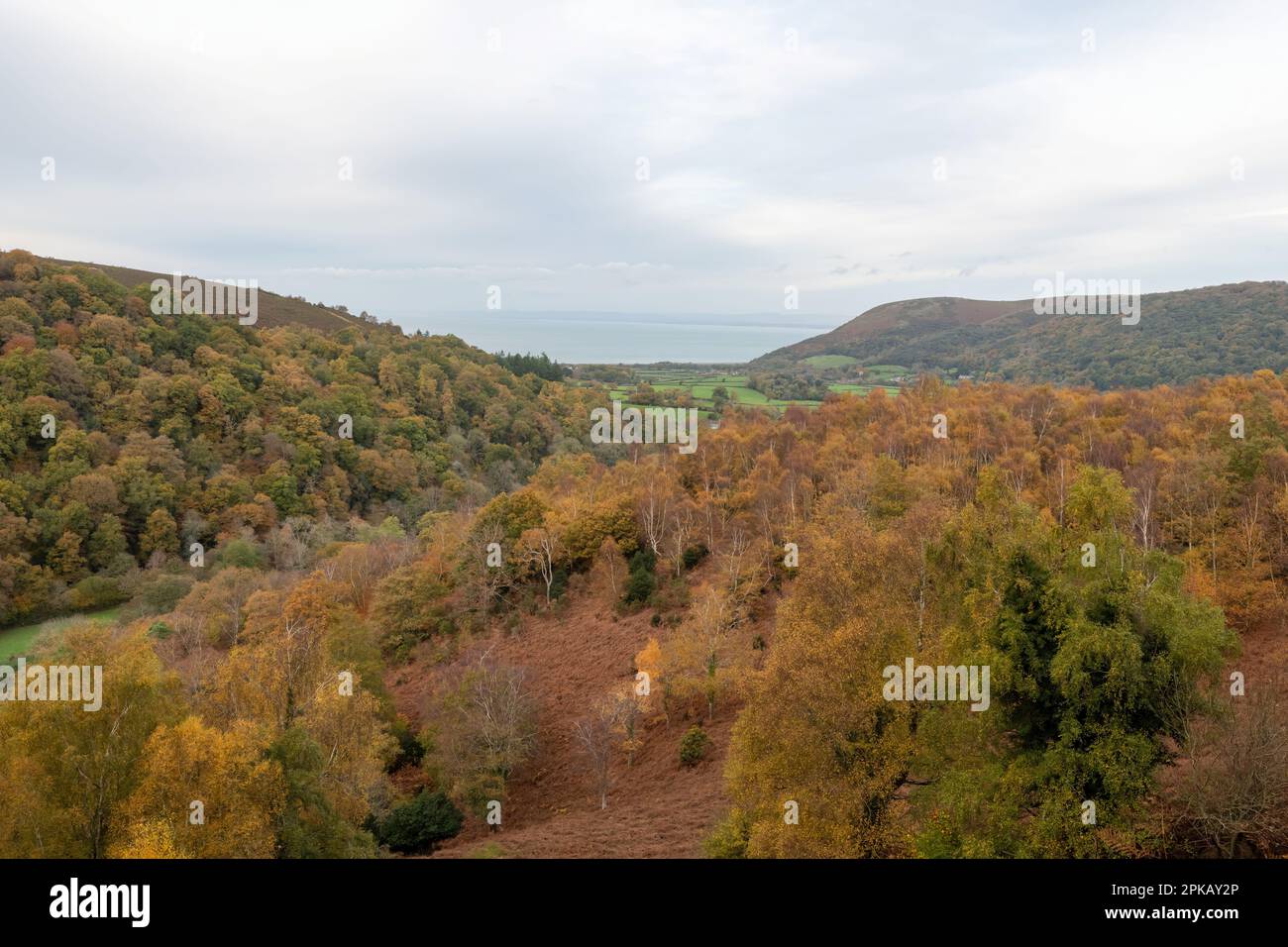 Landscape photo the autumn colours at Horner woods in Exmoor National ...