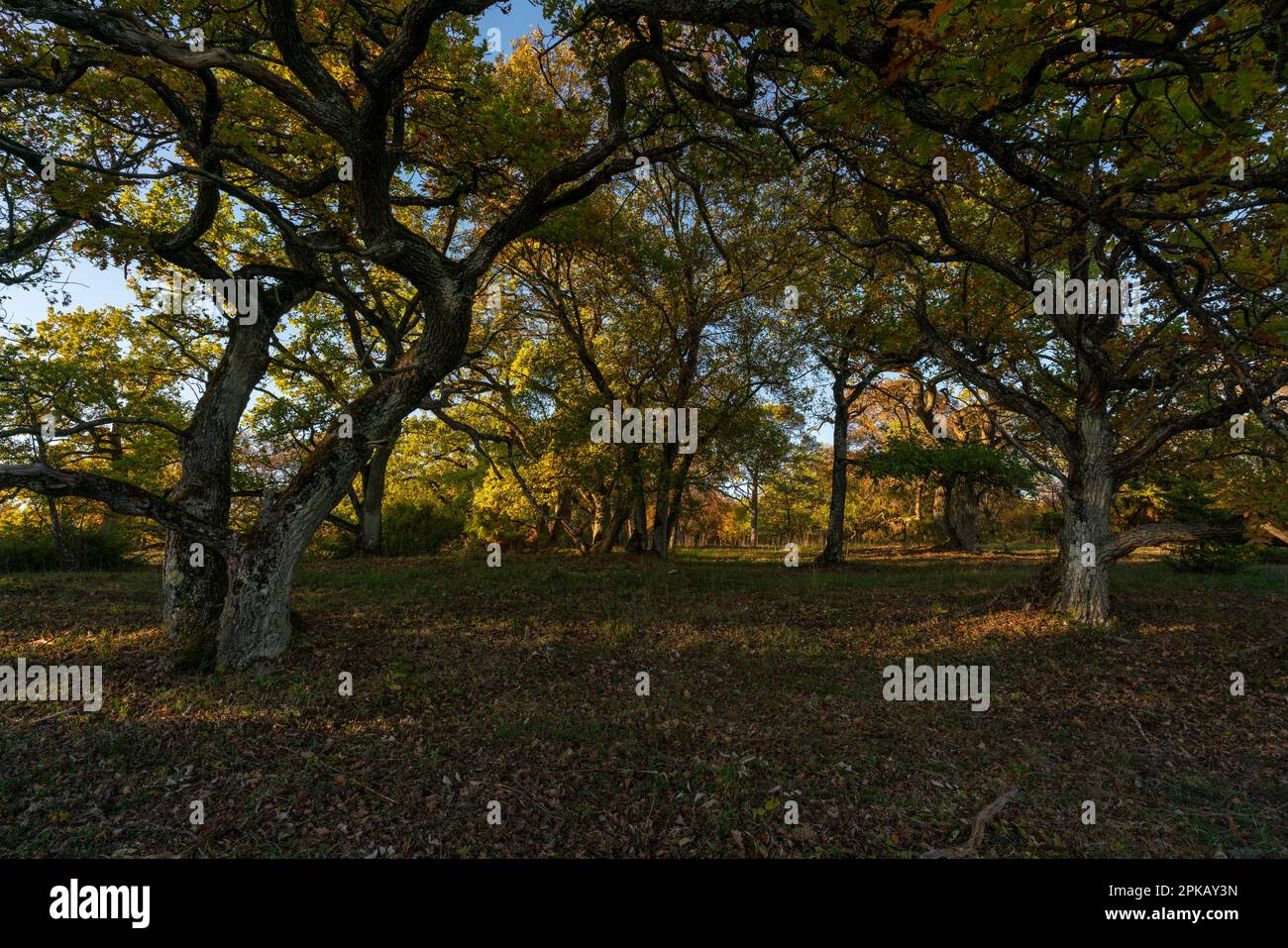 Sunset over the steppe heath forest at Hohhafter Berg near Gössenheim ...