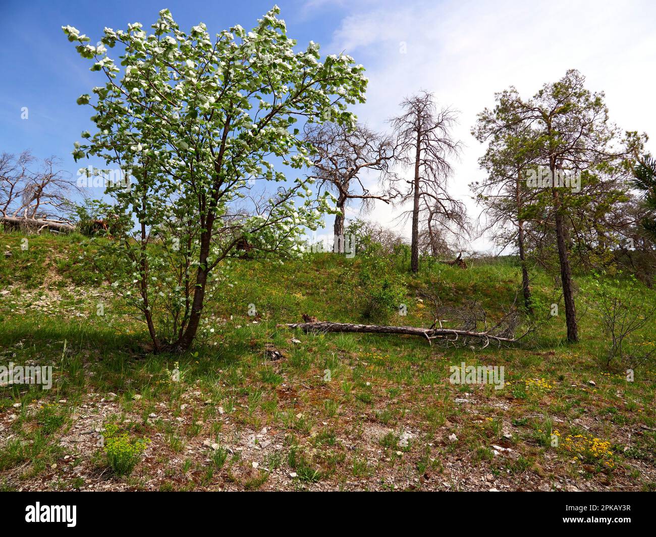 Mainfranken landscape conservation area hi-res stock photography and ...