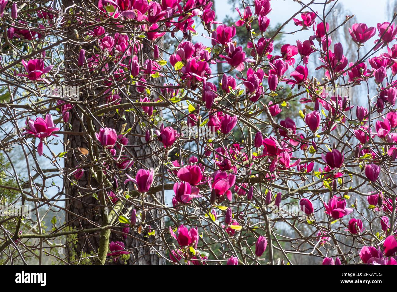 Colourful rose red flowers or blooms of the tree Magnolia 'Margaret ...