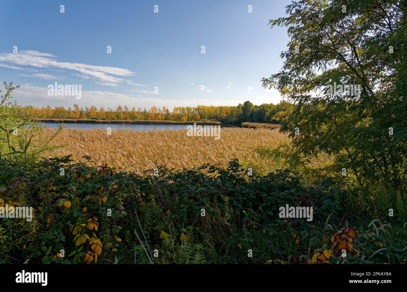 Lobstadt hi-res stock photography and images - Alamy