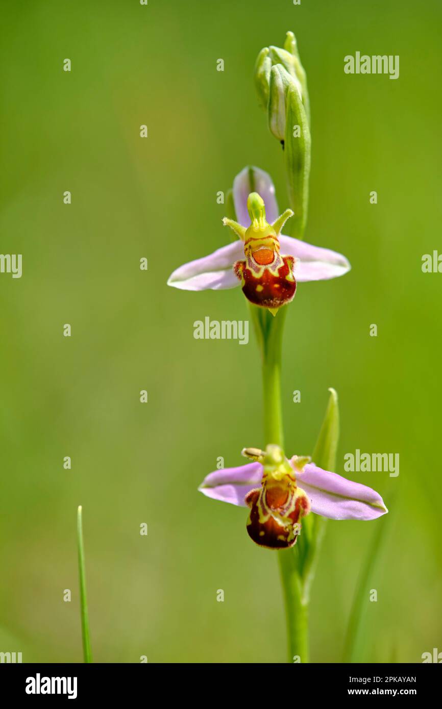 bee orchid, Ophrys apifera, bee ragwort Stock Photo - Alamy