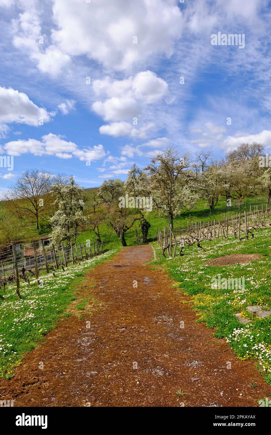 Flowering meadow orchard in the spring Stock Photo - Alamy