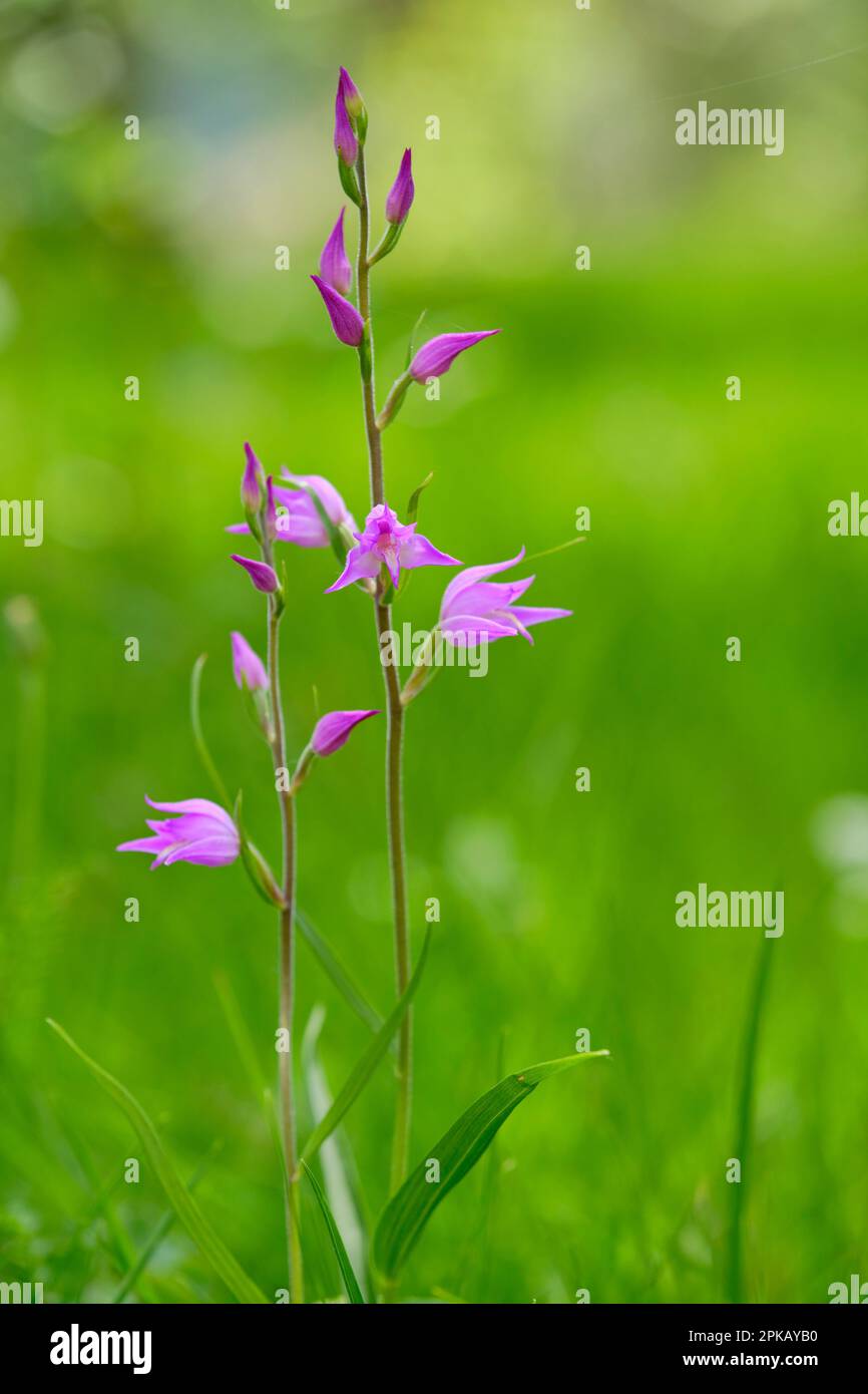 red helleborine, Cephalanthera rubra Stock Photo - Alamy