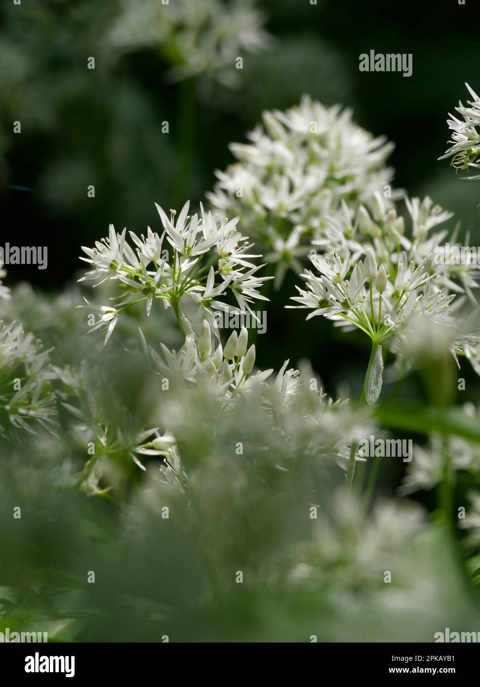 Wild garlic, Allium ursinum, in floodplain forest Stock Photo - Alamy