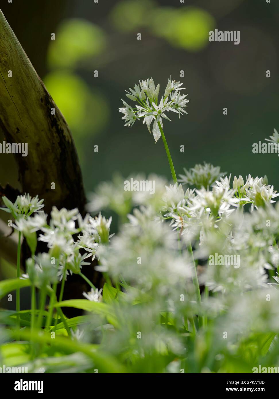 Wild garlic, Allium ursinum, in floodplain forest Stock Photo - Alamy