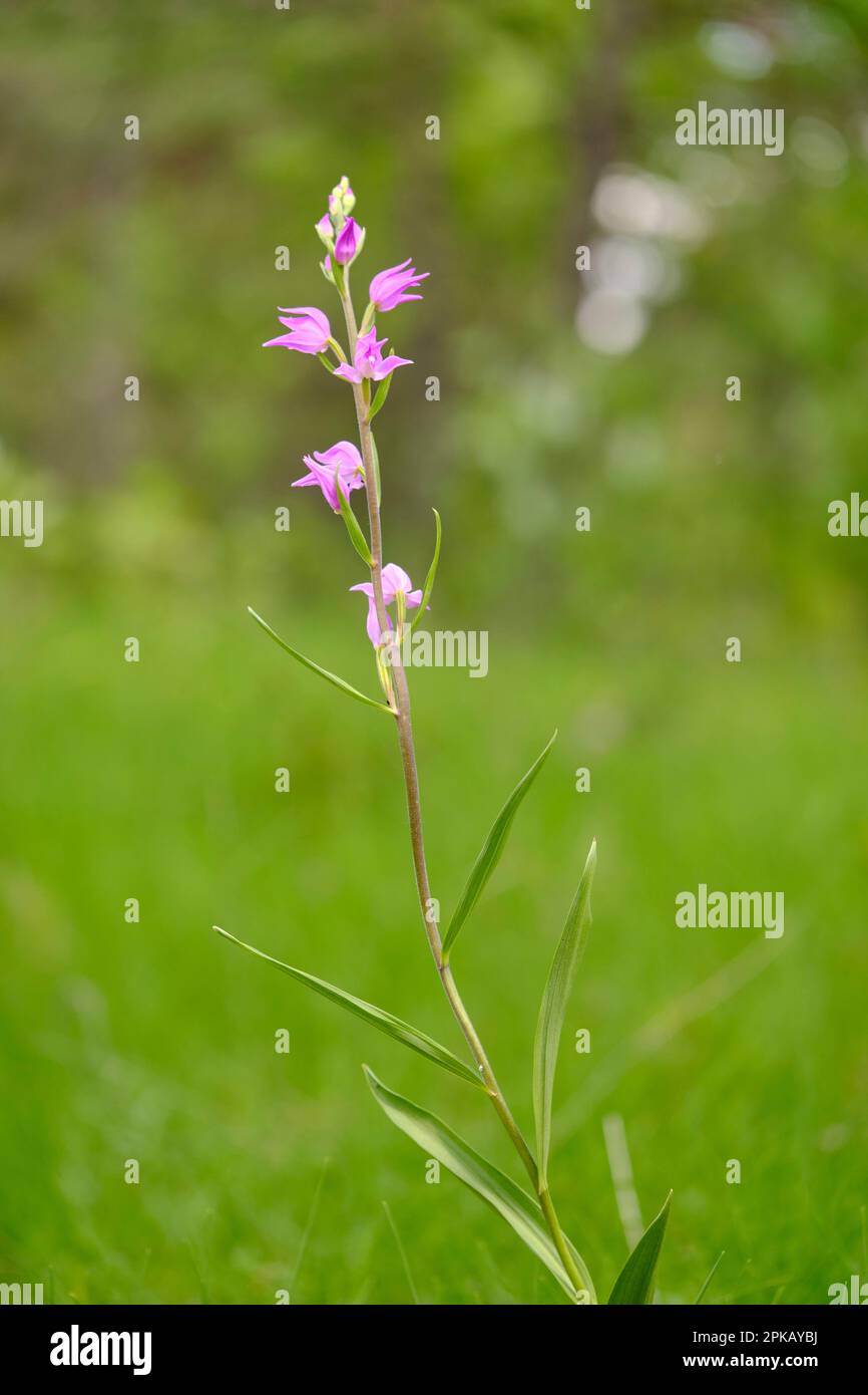 red helleborine, Cephalanthera rubra Stock Photo - Alamy