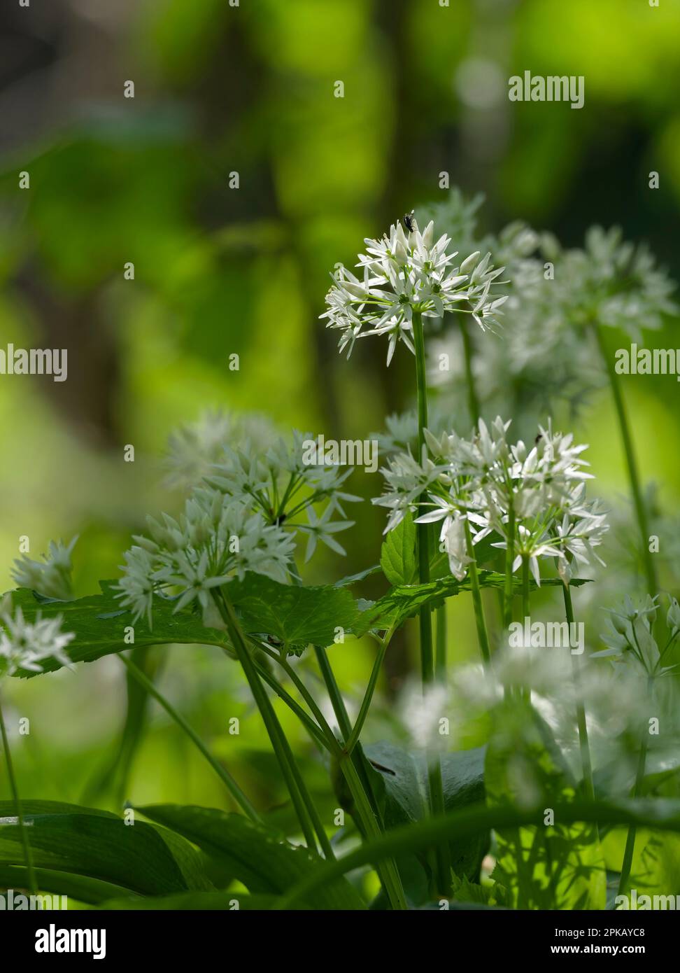 Wild garlic, Allium ursinum, in floodplain forest Stock Photo - Alamy