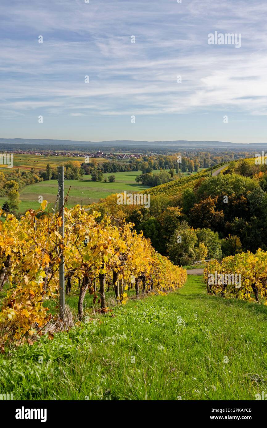 Vineyards on the wine island between Sommerach and Nordheim am Main at ...