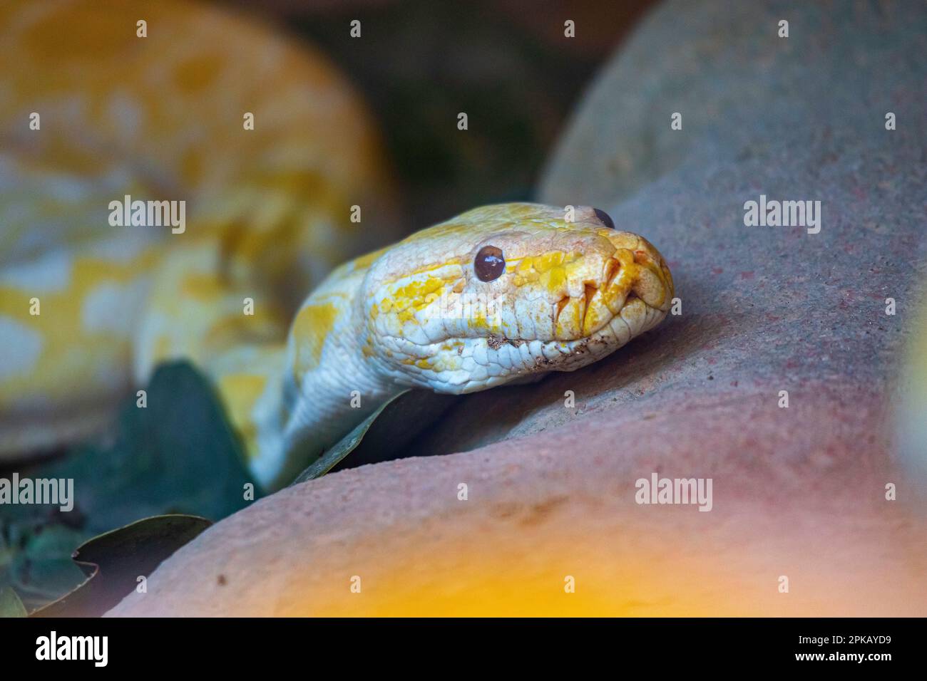 A close-up of the head of an albino Burmese python Stock Photo - Alamy