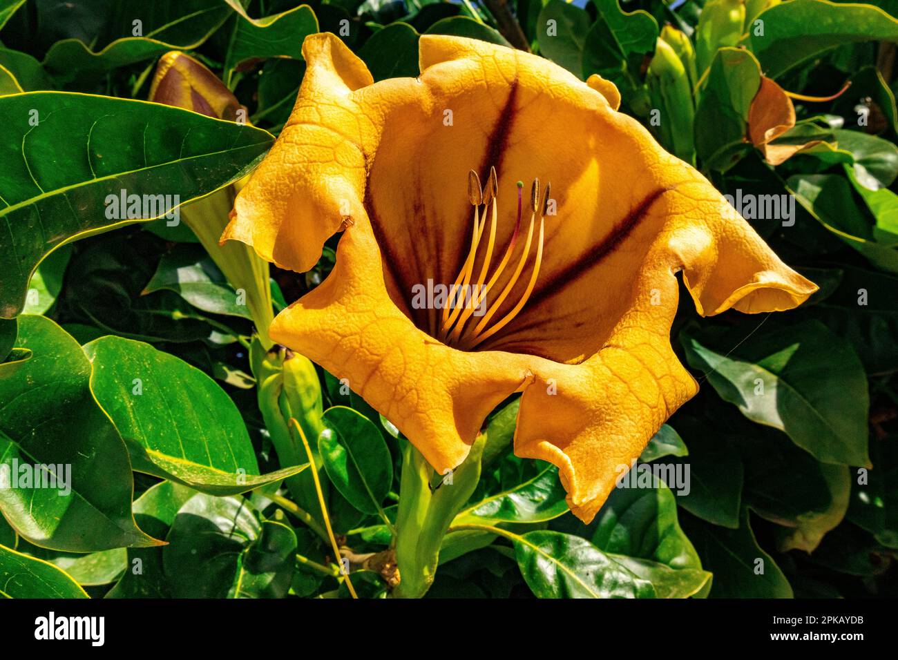 Cup of gold flower hi-res stock photography and images - Alamy
