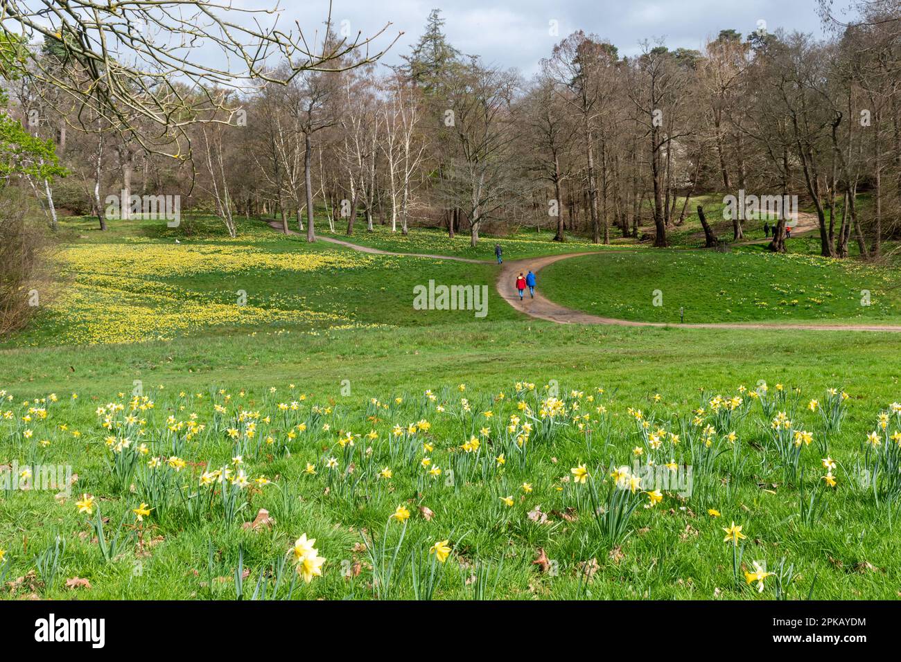 People enjoying a spring walk through the daffodils in Valley Gardens ...