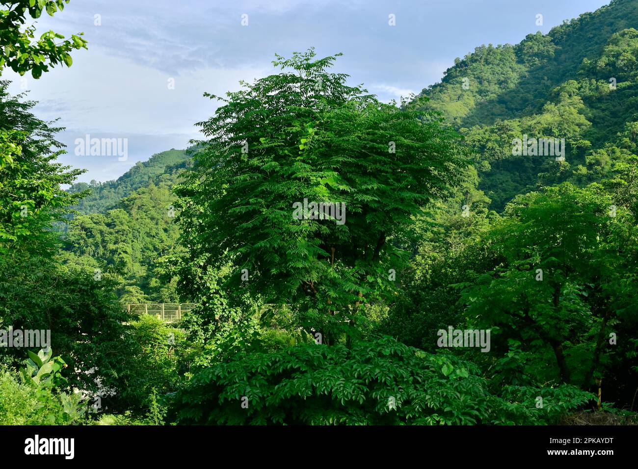 Tree view at uttarakhand forest Stock Photo - Alamy