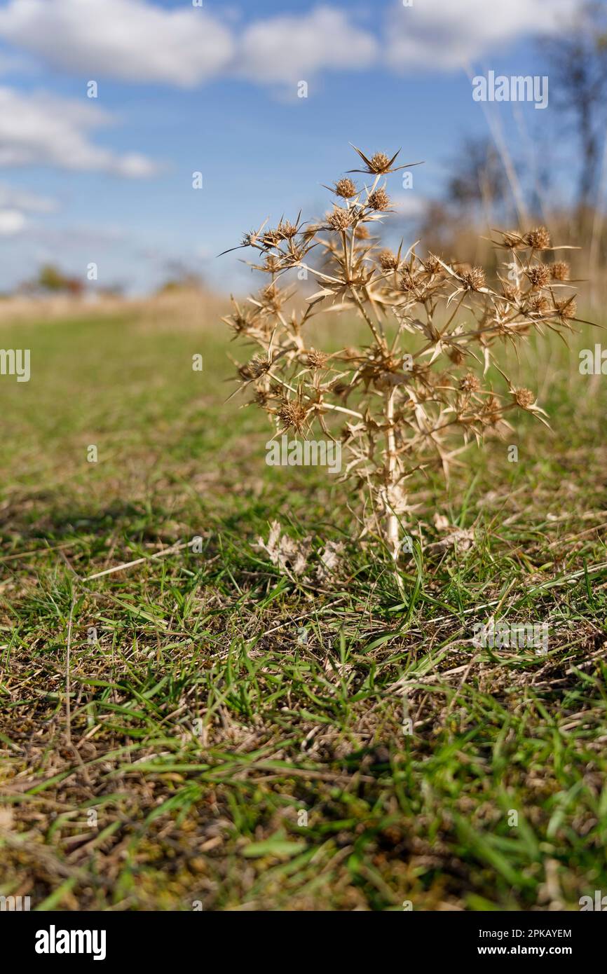field eryngo or Watling Street thistle, Eryngium campestre Stock Photo ...