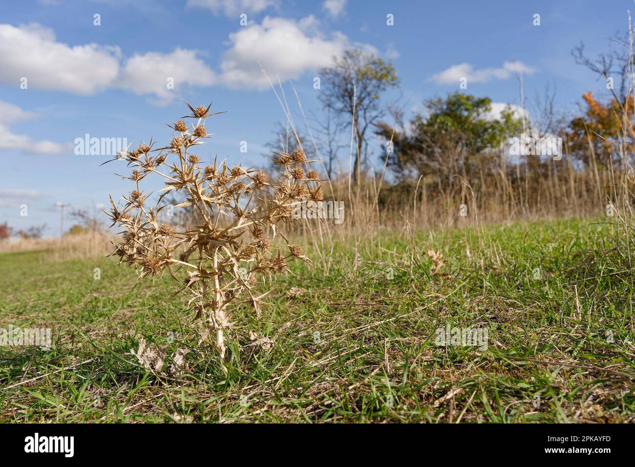 field eryngo or Watling Street thistle, Eryngium campestre Stock Photo ...