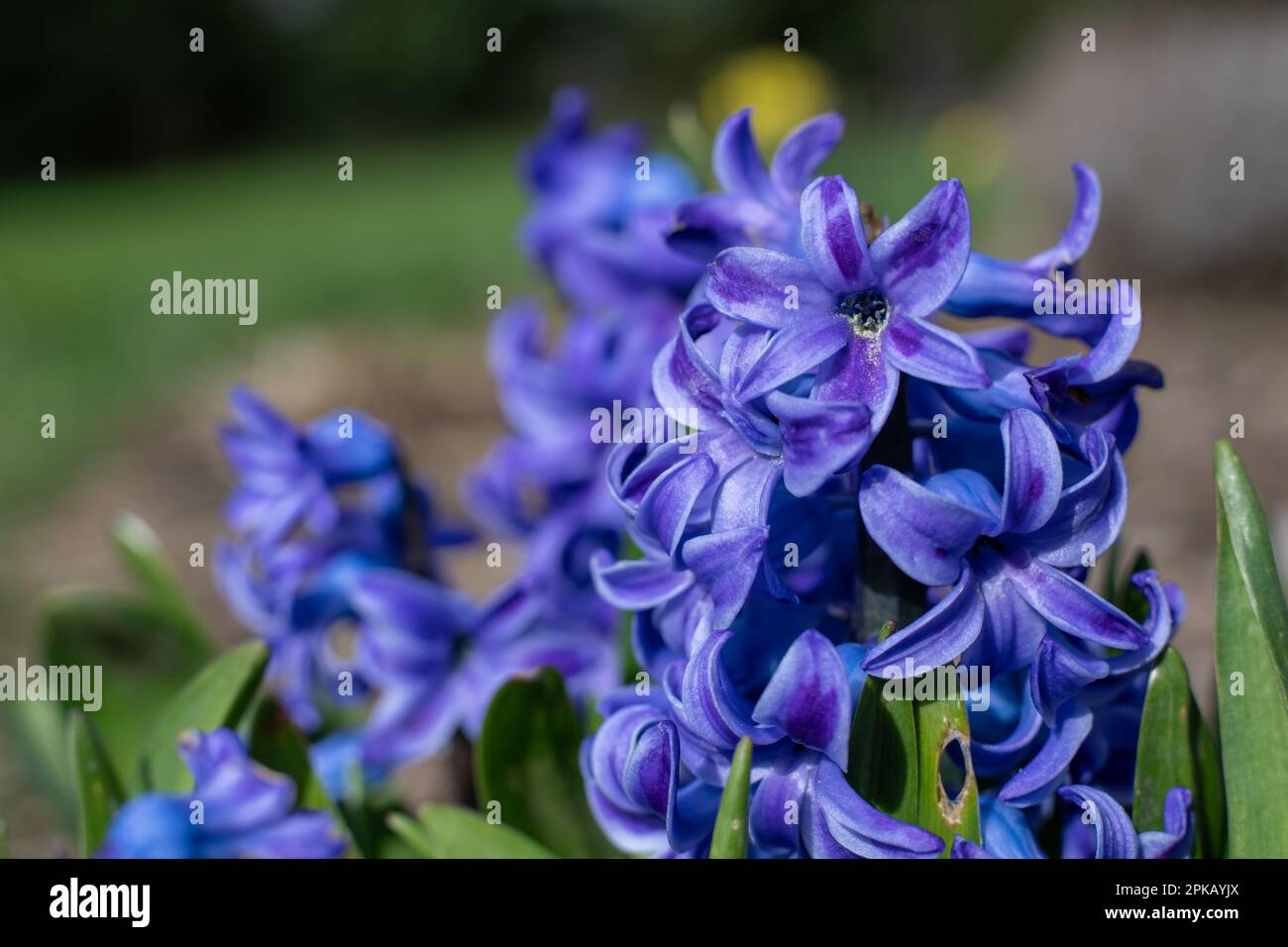 Close up of purple common hyacinth (hyacinthus orientalis) flowers in bloom Stock Photo - Alamy