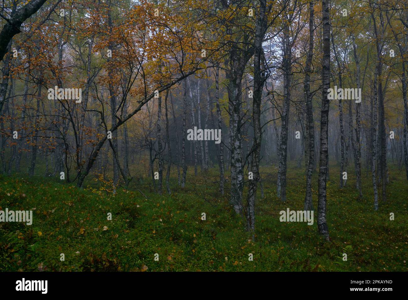 Fog in the Red Moor nature reserve in autumn, Rhön Biosphere Reserve ...