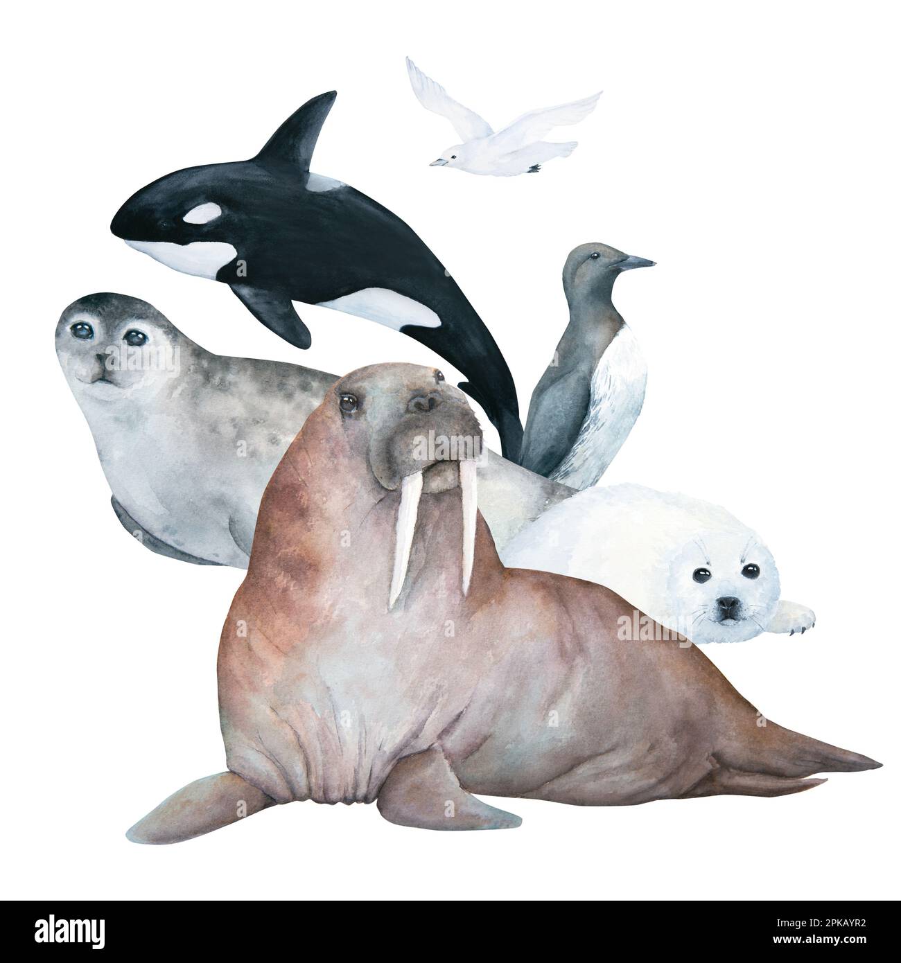 Walrus, seal with pup, orca or killer whale, guillemot and seagul ...