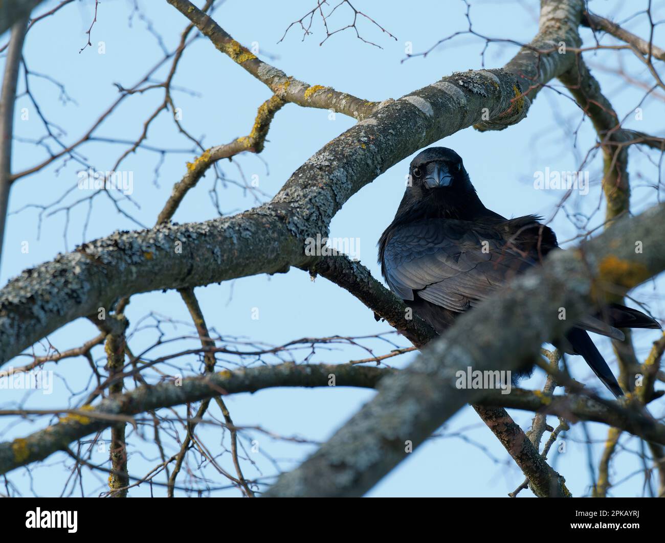 Raven crow, Corvus corone Stock Photo - Alamy
