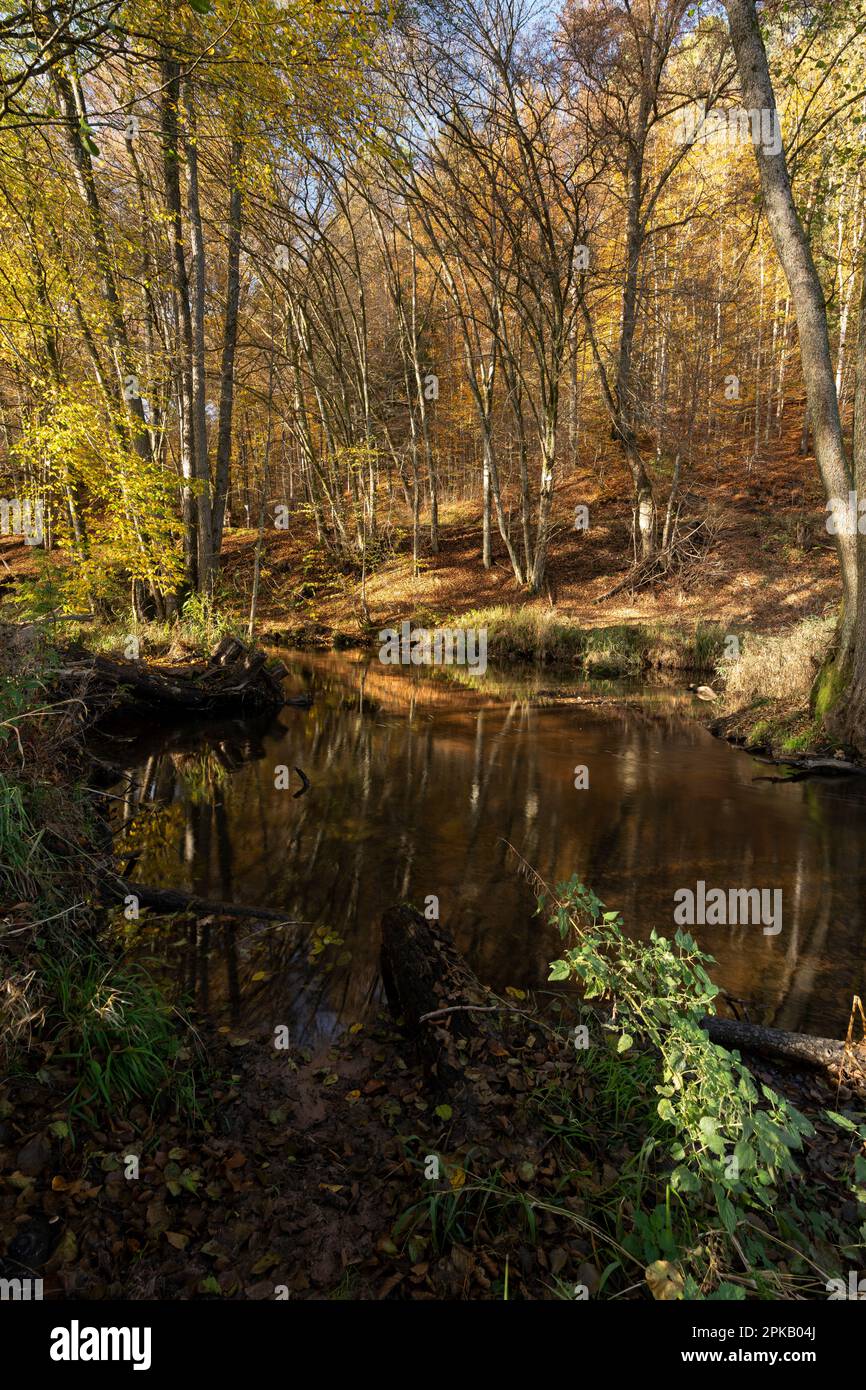 The Schondra River in the Lower Schondra Valley Nature Reserve, between ...