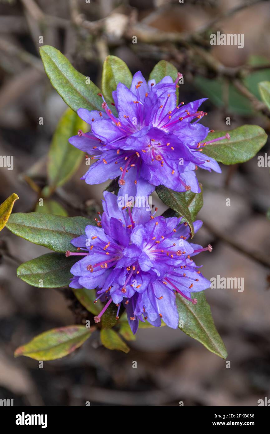 Mauve or purple flowers of rhododendron russatum shrub (subsection ...