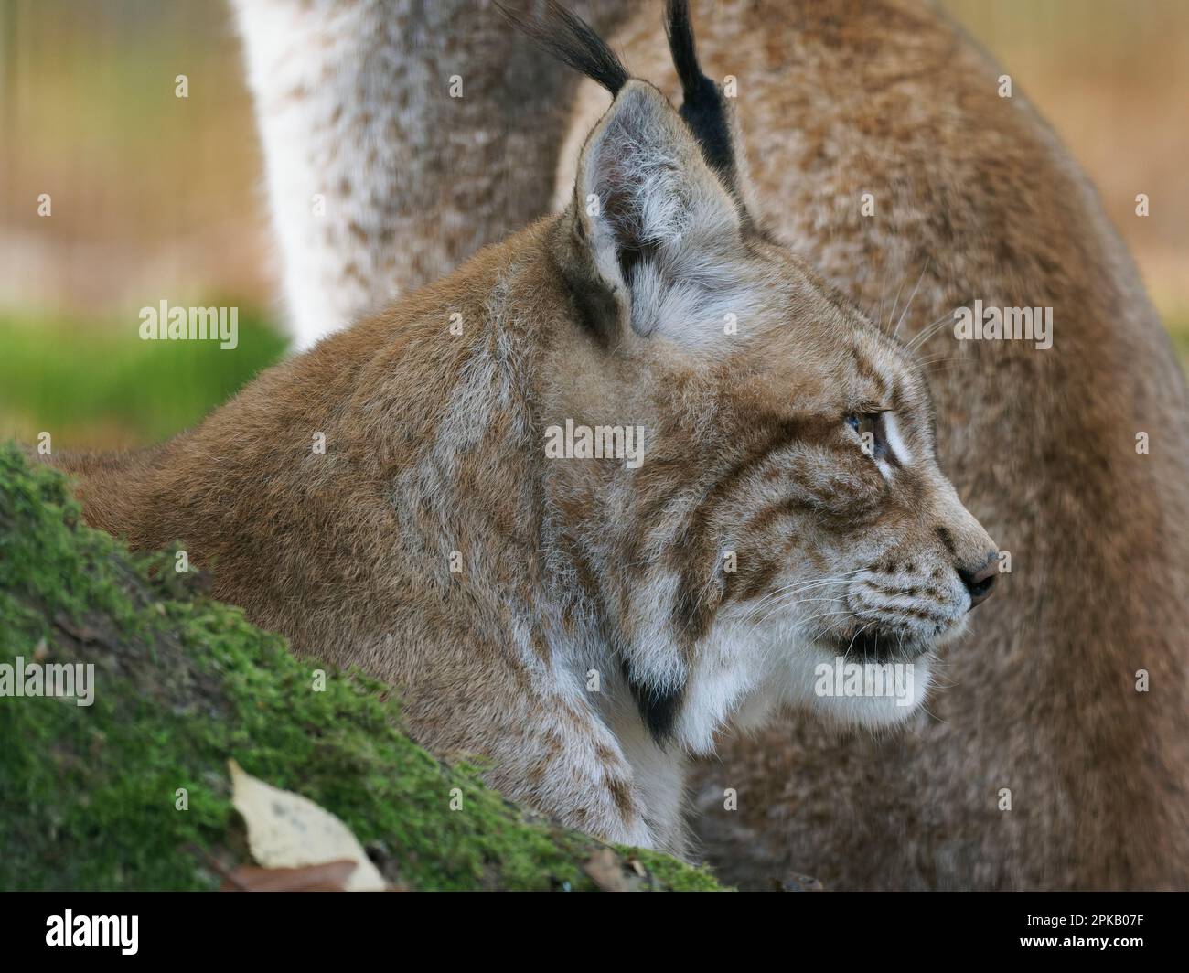 Eurasian lynx, northern lynx, Lynx lynx, lynx Stock Photo - Alamy