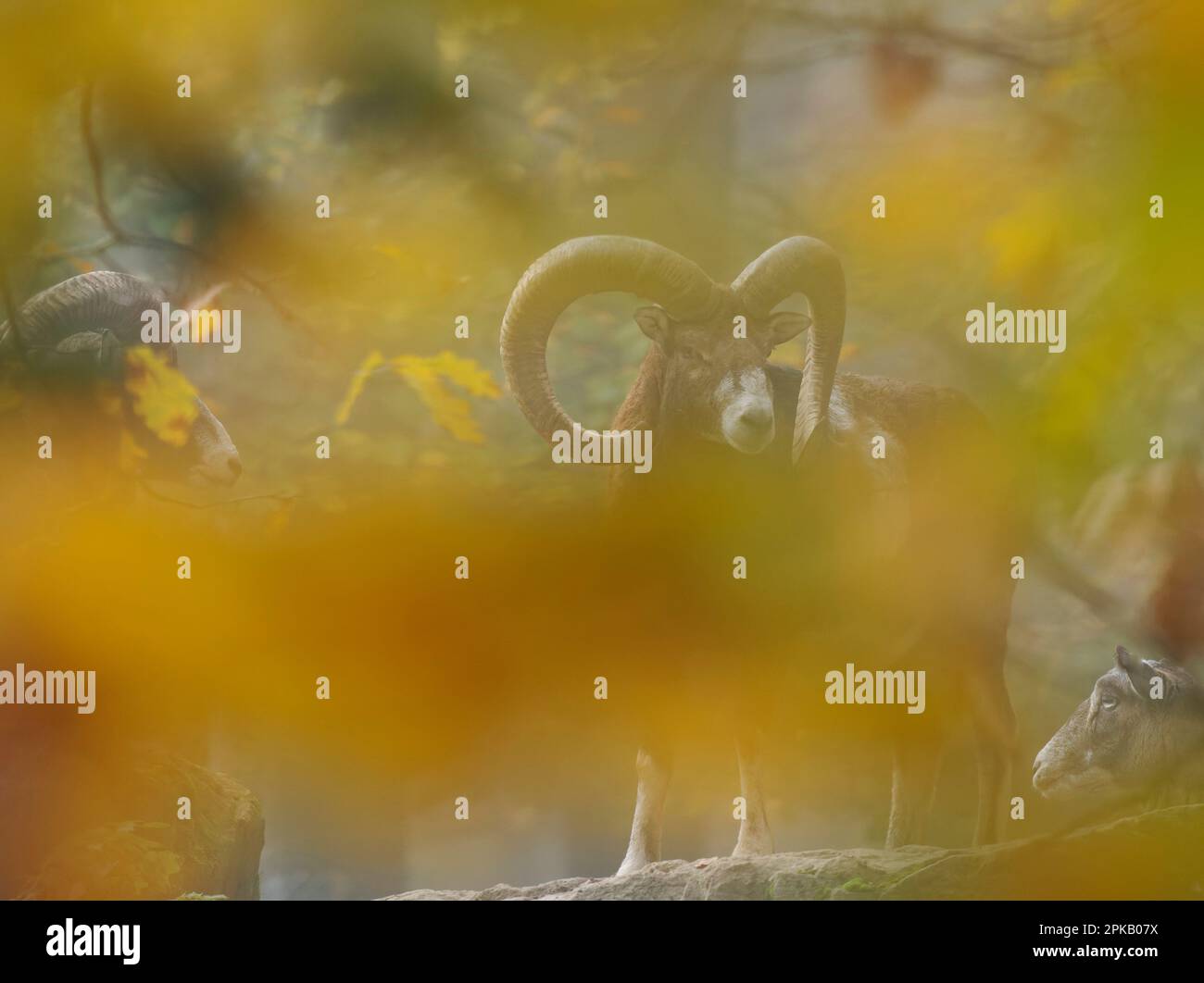 European mouflon ram, Ovis gmelini musimon Stock Photo - Alamy