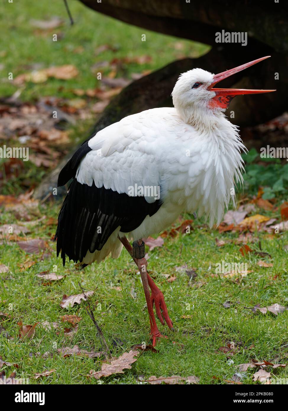 White stork, Ciconia ciconia Stock Photo - Alamy